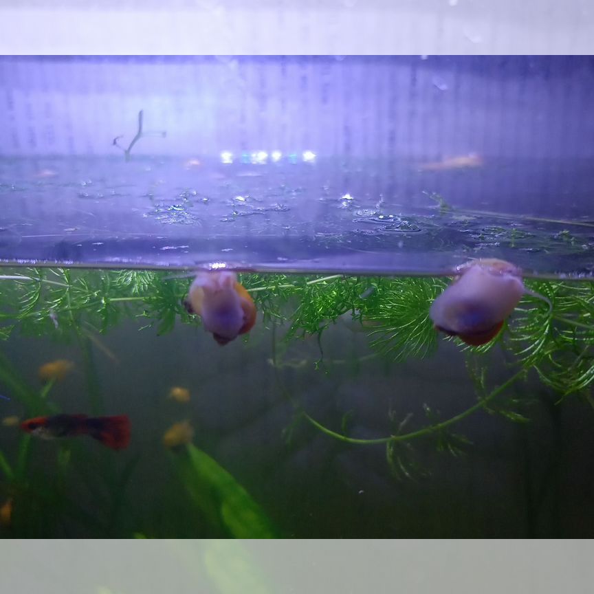 Улитки ампулярии