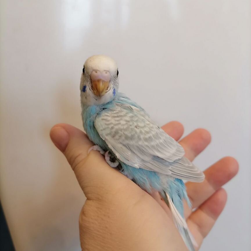 Волнистый попугай