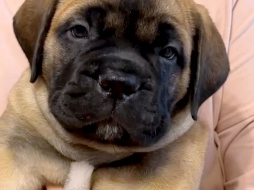 Бульмастиф щенок Оккервиль