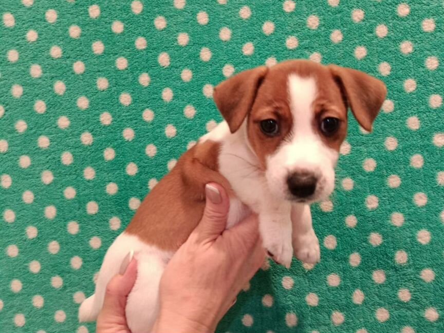 Щенки джек Рассел терьер
