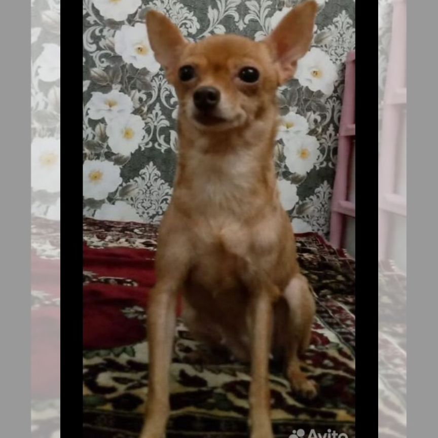 Тойчик