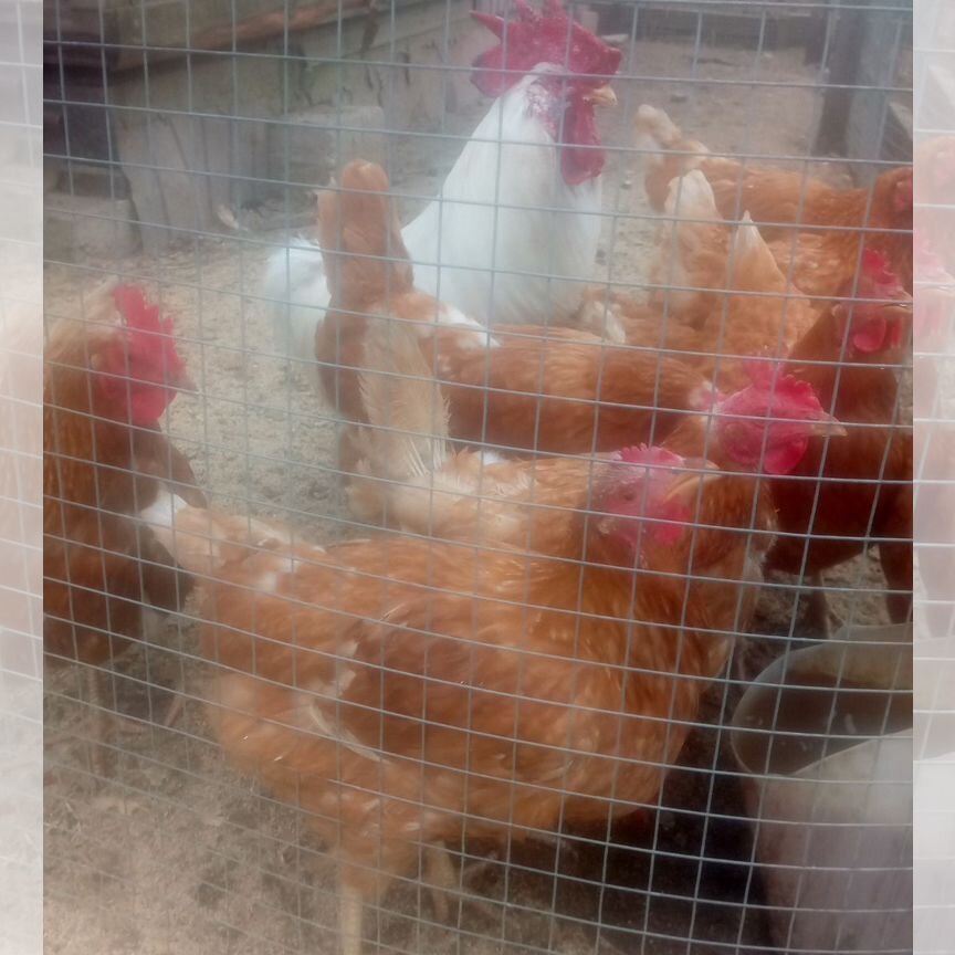 Куры и петух