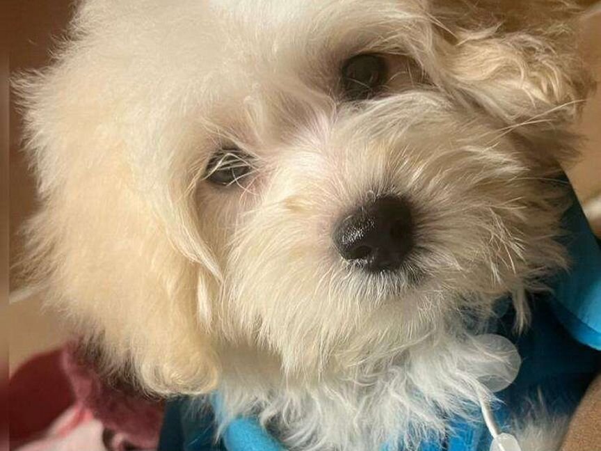 Мальтипу красавчик