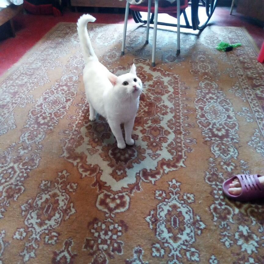 Котик ангорской породы