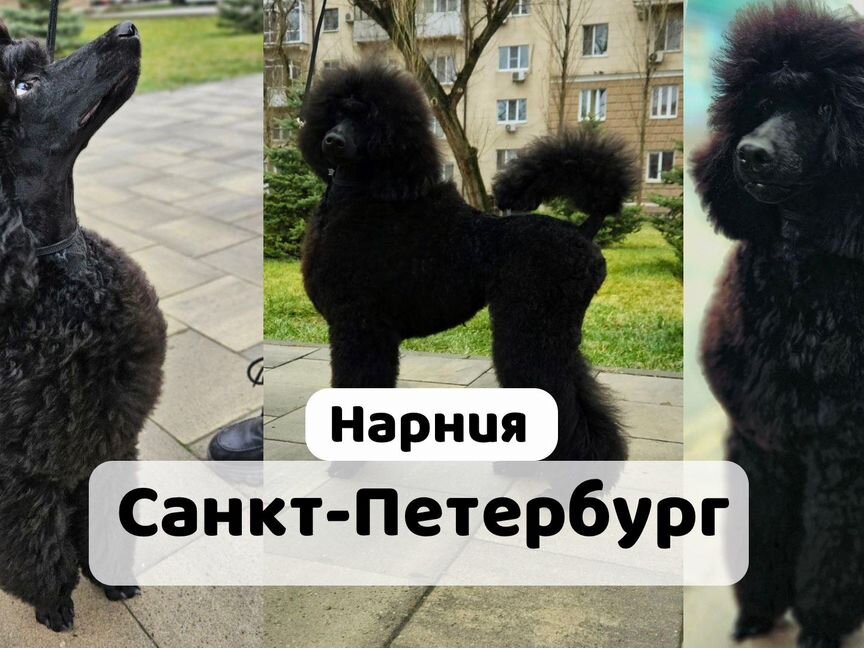 Большой Королевский пудель Санкт-Петербург