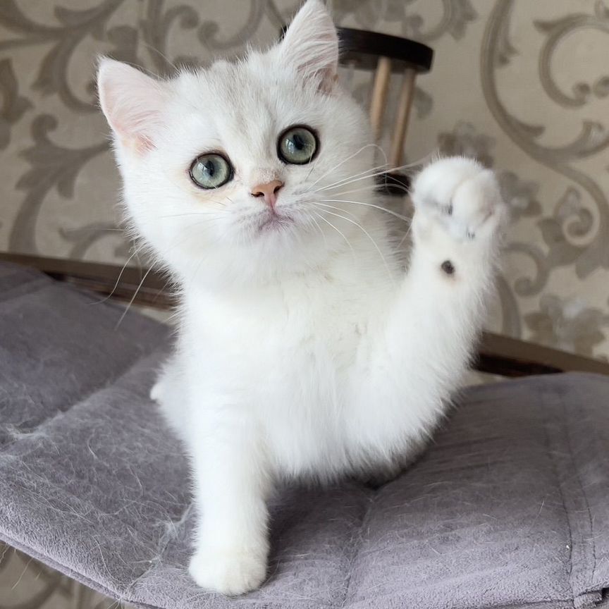 Британские котята шиншилла