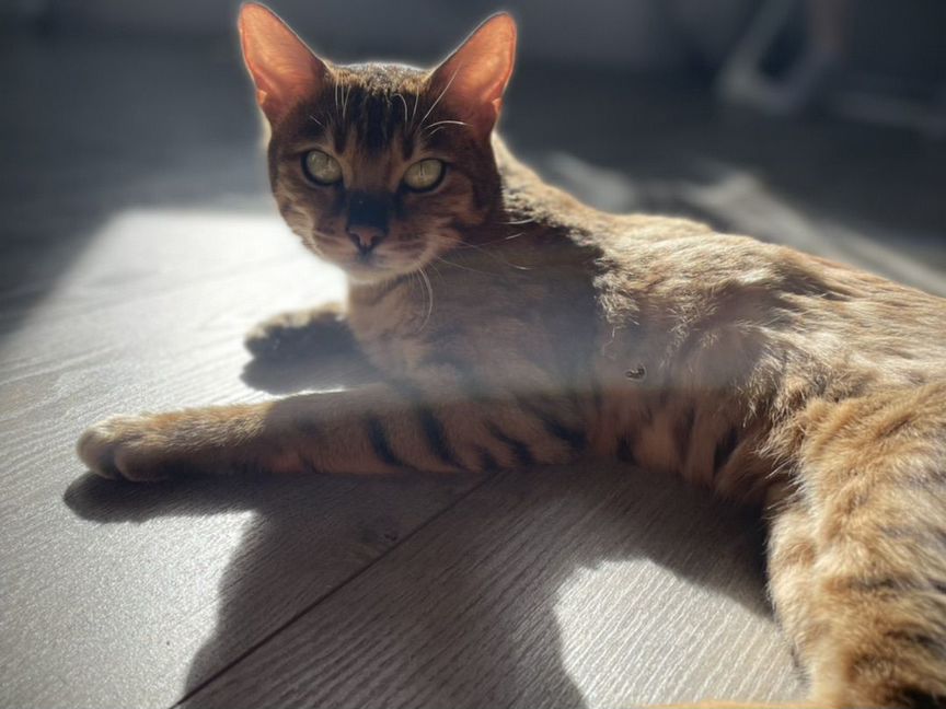 Бенгальская кошка