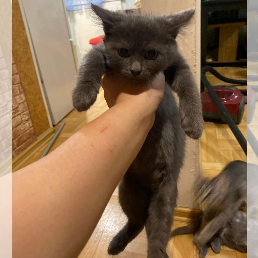 Котёнок в добрые руки