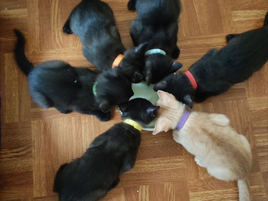 Котята в добрые руки