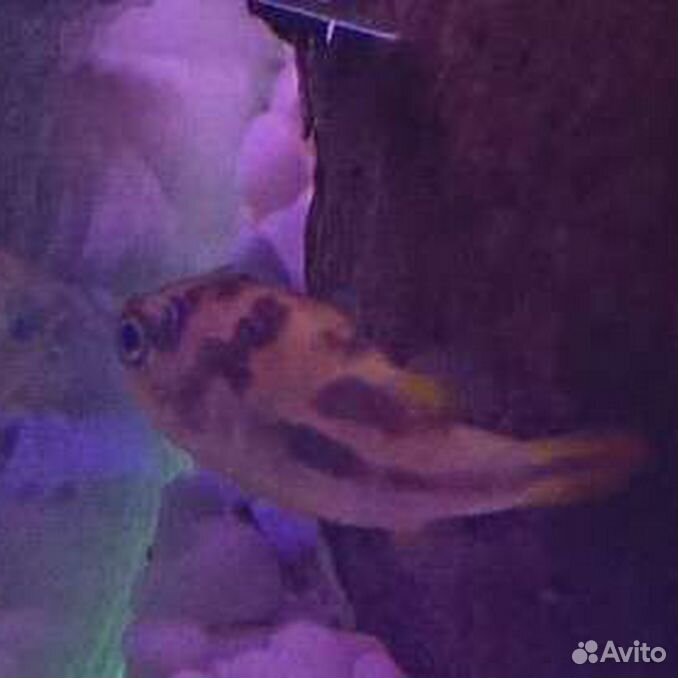 Тетраодон карликовый