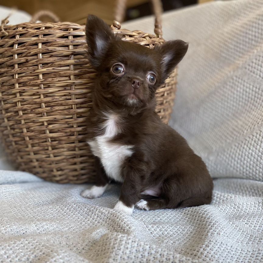 Щенки чихуахуа