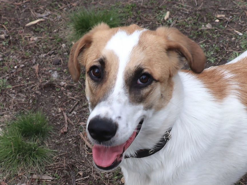 Лучший друг