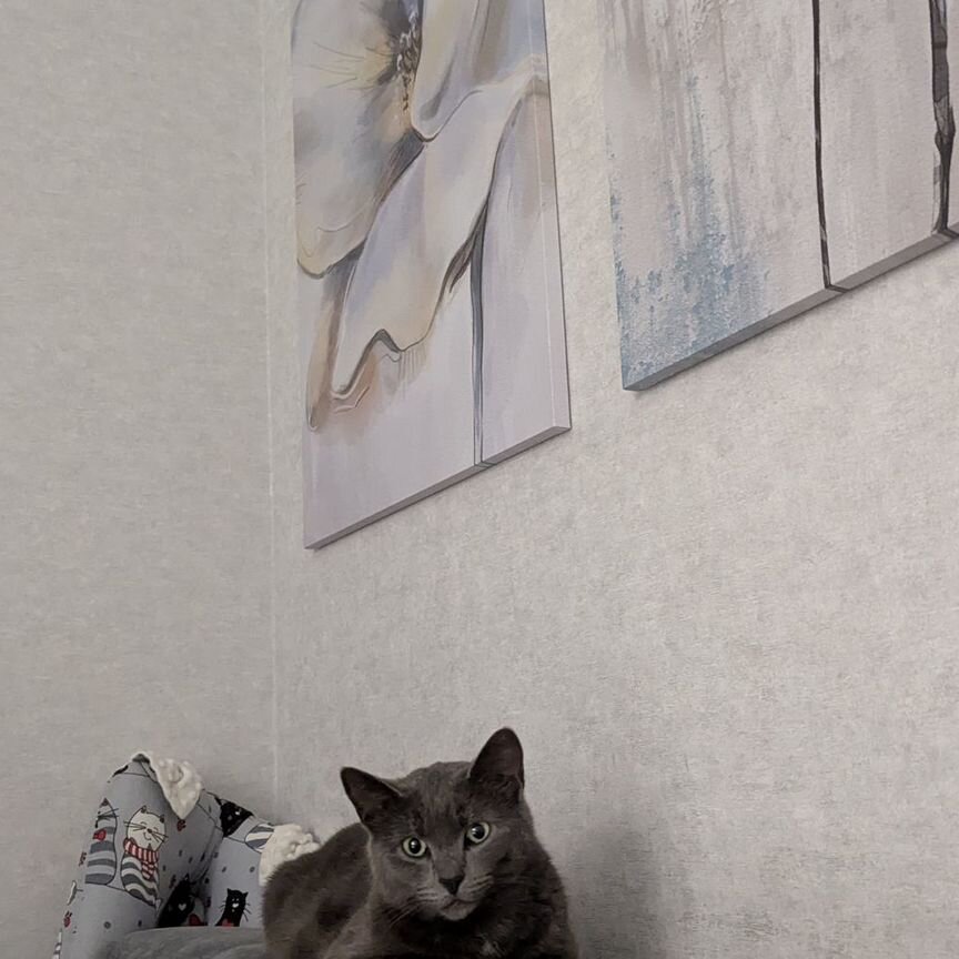 Русская голубая кошка, взрослая