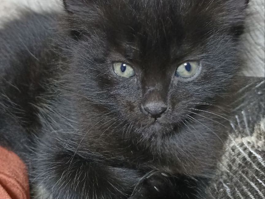 Черный котенок в добрые руки