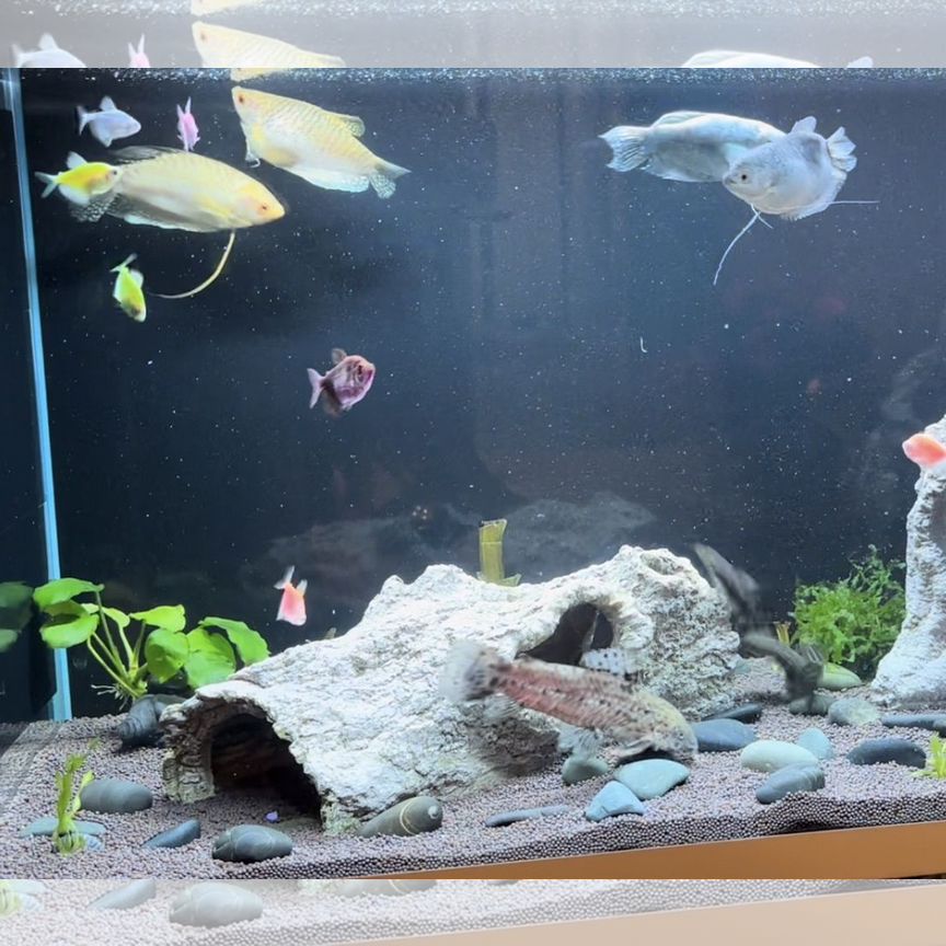 Аквариумные рыбки отдам бесплатно