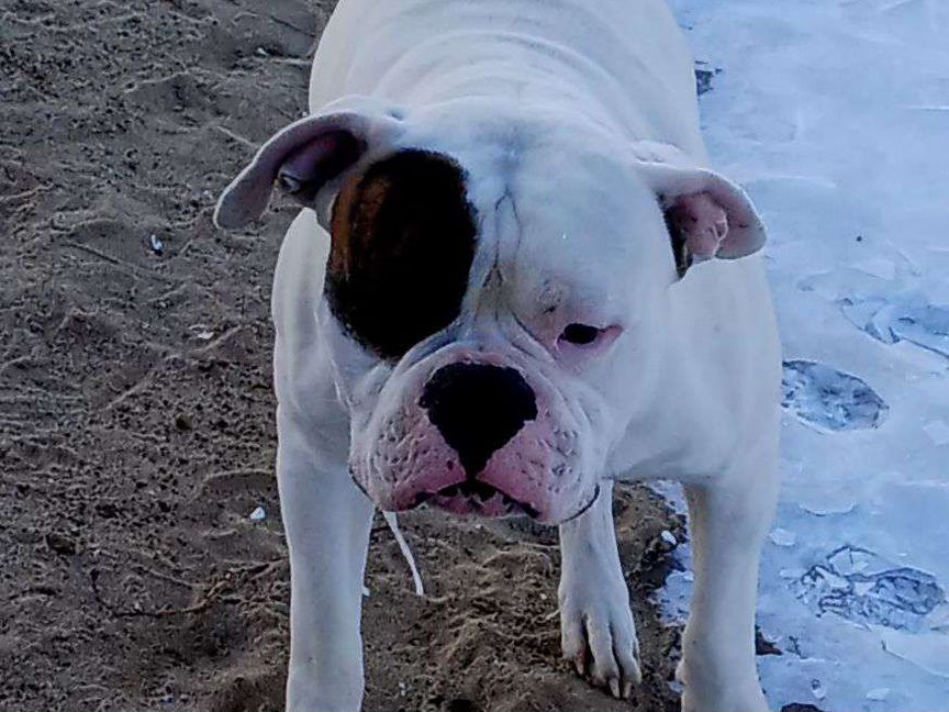 Американский бульдог вязка