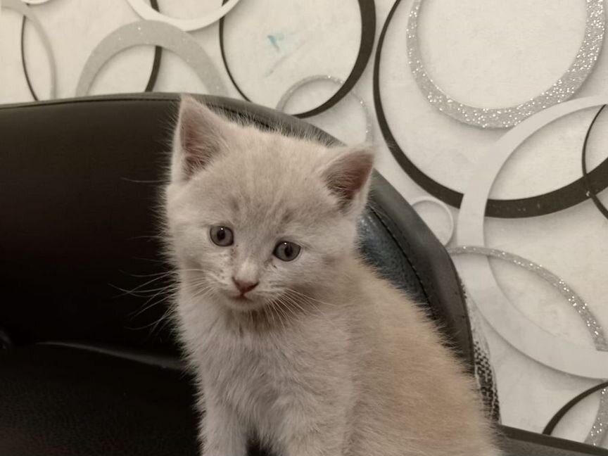 Британские котята