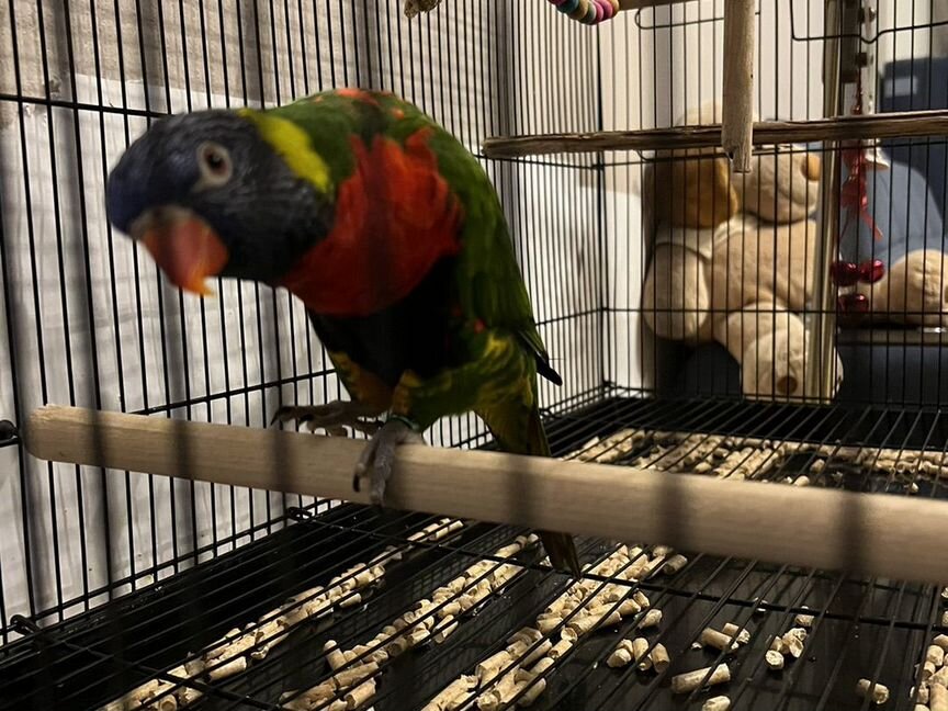 Попугай лорикет