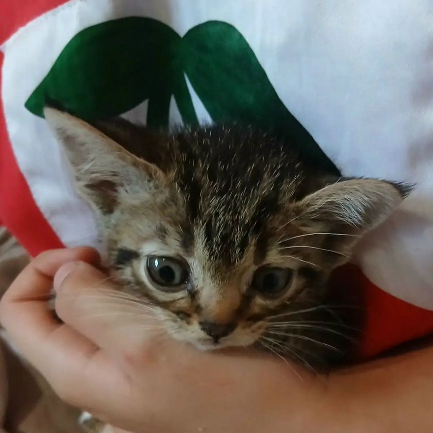 Котёнок в добрые руки