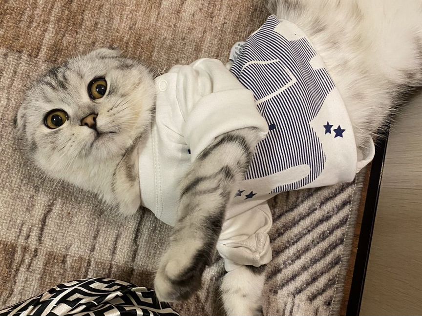 Шотландская вислоухая кошка