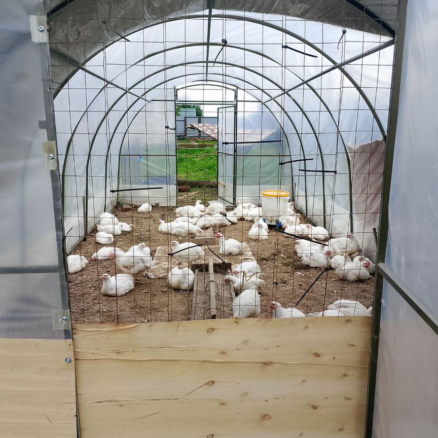 Продам мясо бройлера