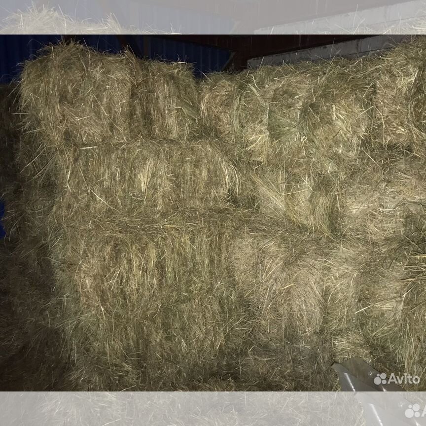 Сено в квадратных тюках