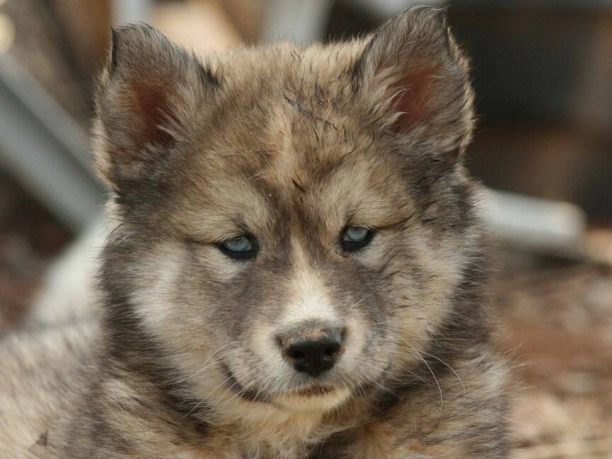 Злые щенки серьезных волчьих овчарок