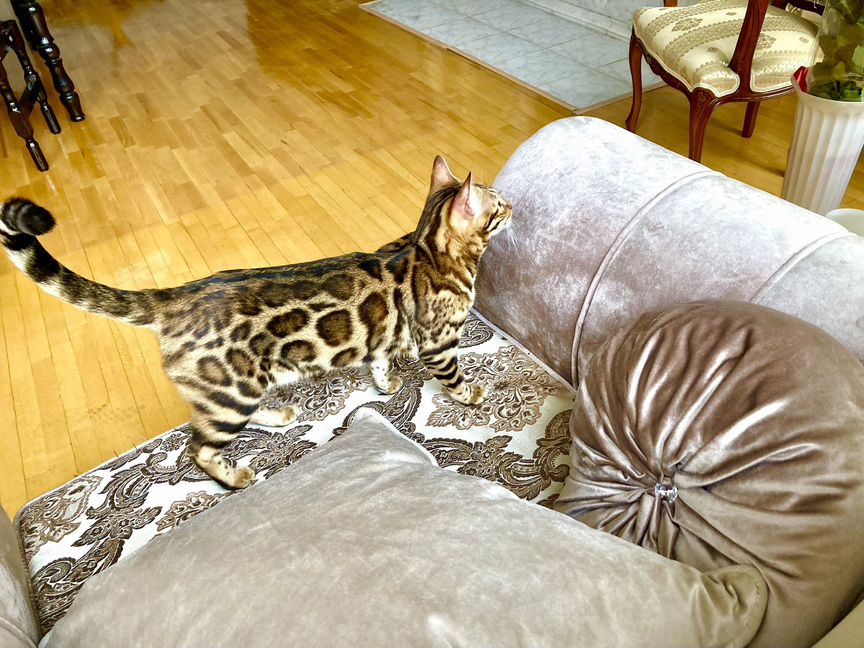 Бенгальские котята