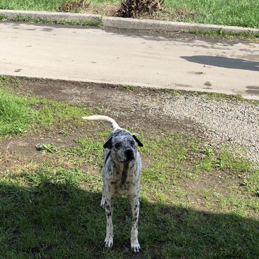 Долматинец в добрые руки
