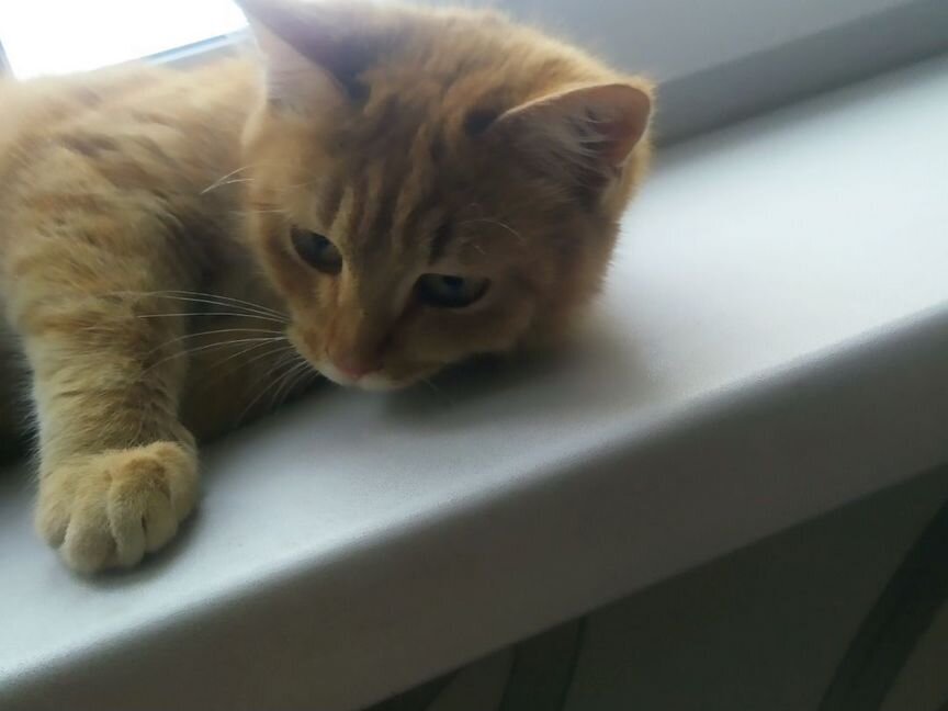 Котики 6 месяцев