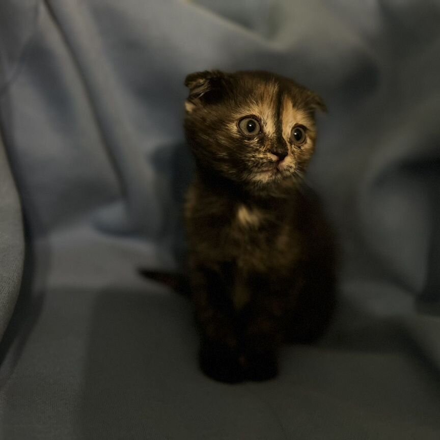 Вислоухие котята