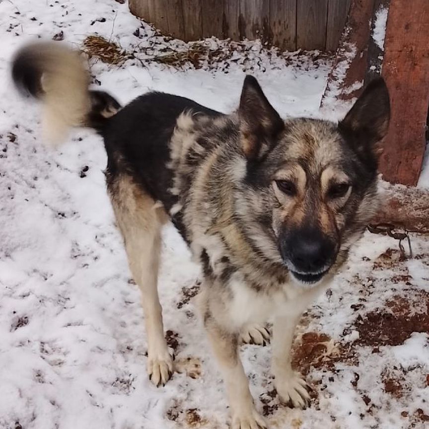 Взрослый пёс в добрые руки