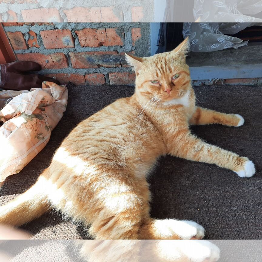 Отдам кота в добрые руки бесплатно