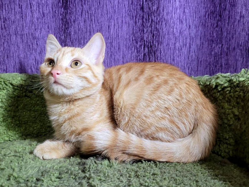 Рыжик-полосатик котик 5мес