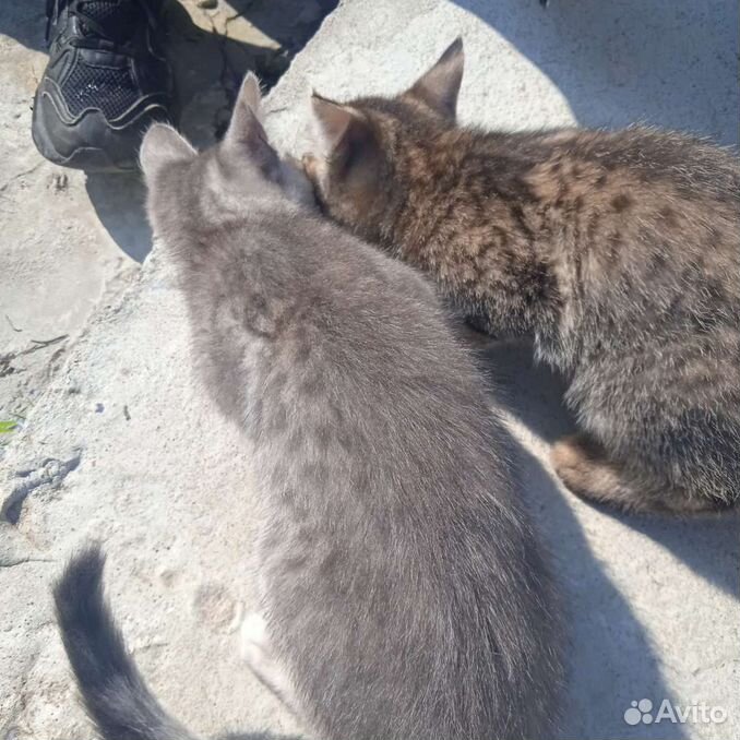 Отдаем двух котят