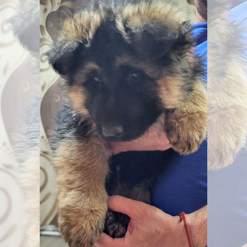 Немецкая овчарка, щенок