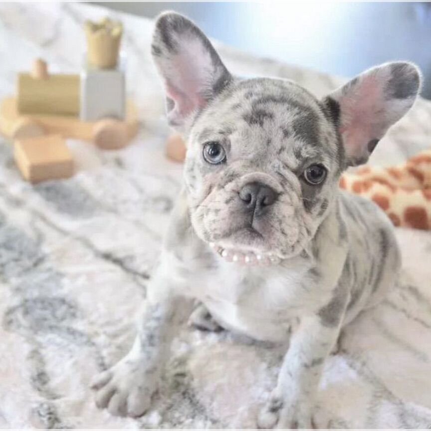 Французский бульдог, щенок