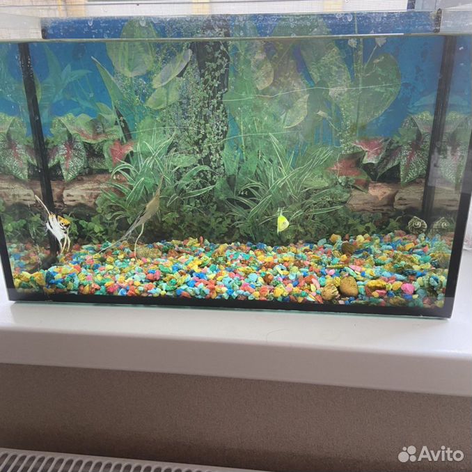 Аквариум 15 л с 3-мя рыбами. Бесплатно