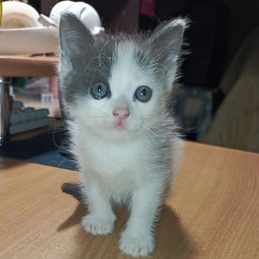 Котёнок в добрые руки