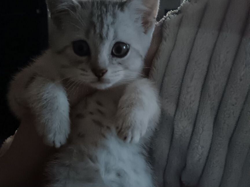 Маленькая шотланская принцесса