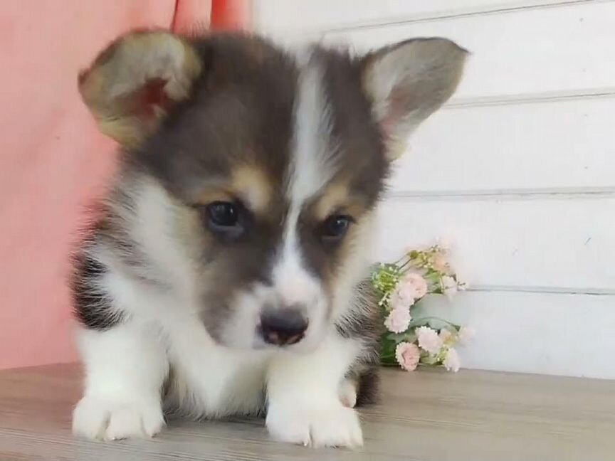 Щенки вельш-корги пемброк