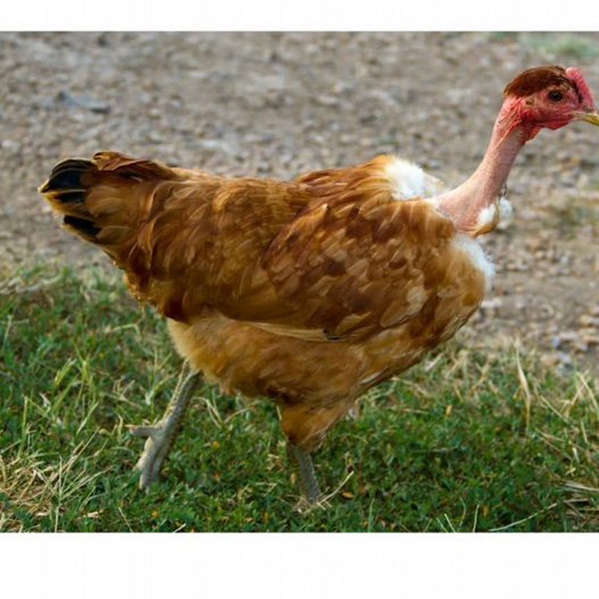 Петух голошейка