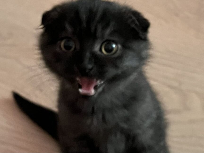 Шотландская вислоухая