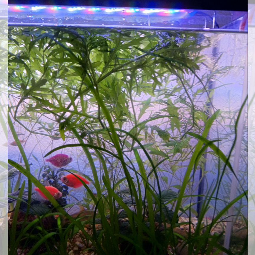 Аквариумные растение Гигрофила Синема