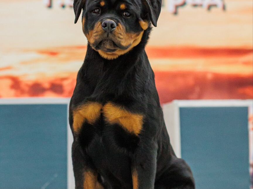 Ротвейлер девочка 4.5 месяцев