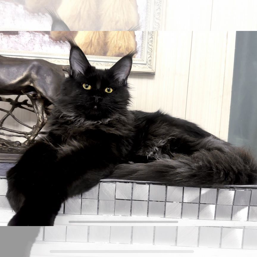 Мейн-кун котёнок