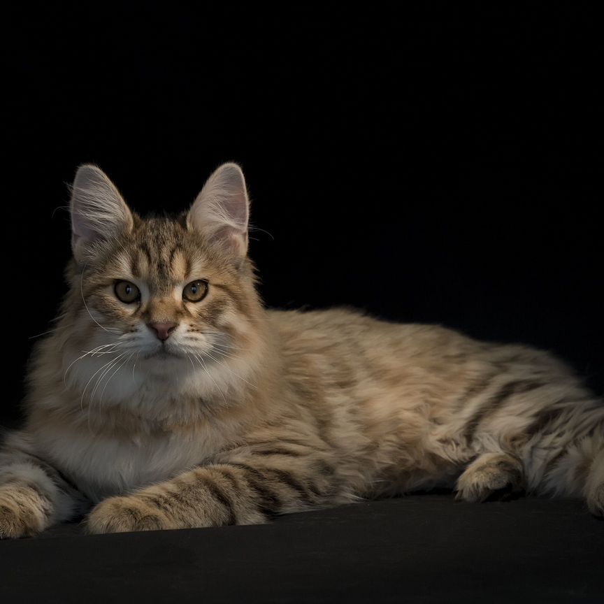 Котик 5 мес