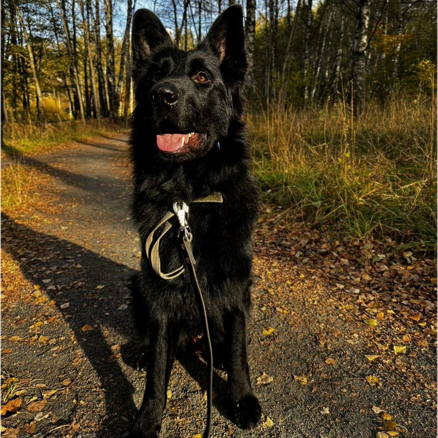 Немецкая овчарка, взрослый пёс