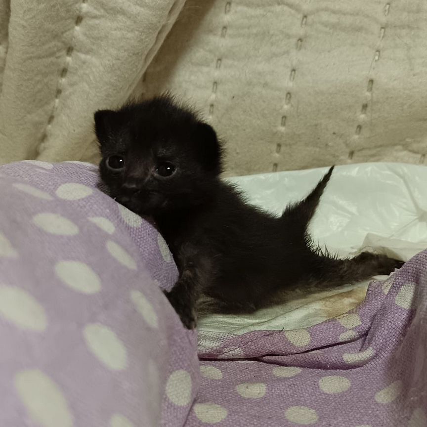 Котята в добрые руки даром