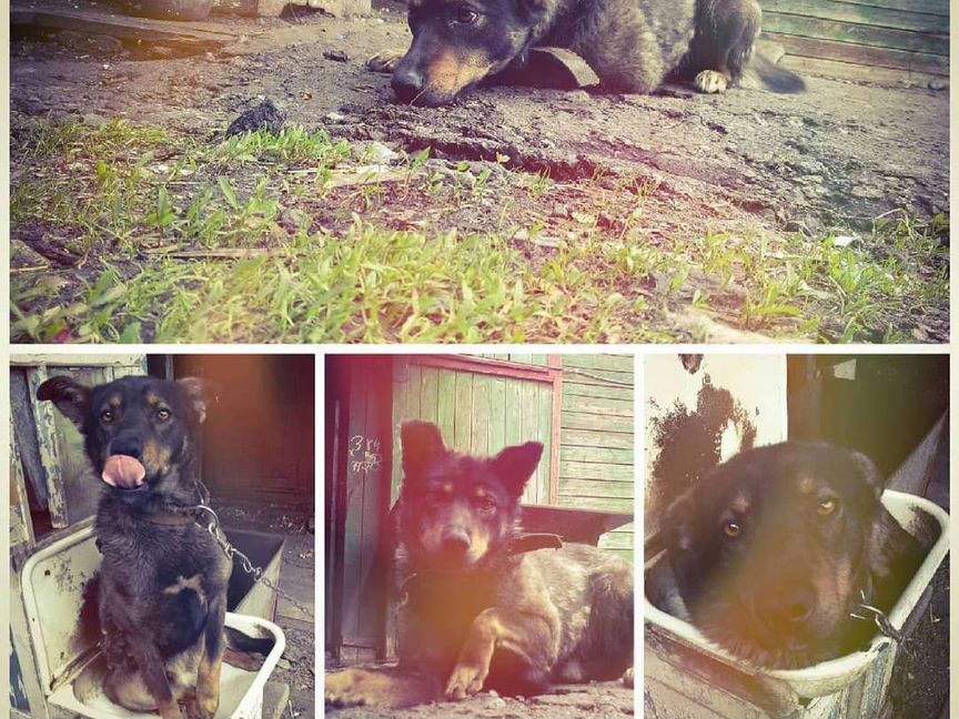 Собаки бесплатно в добрые руки